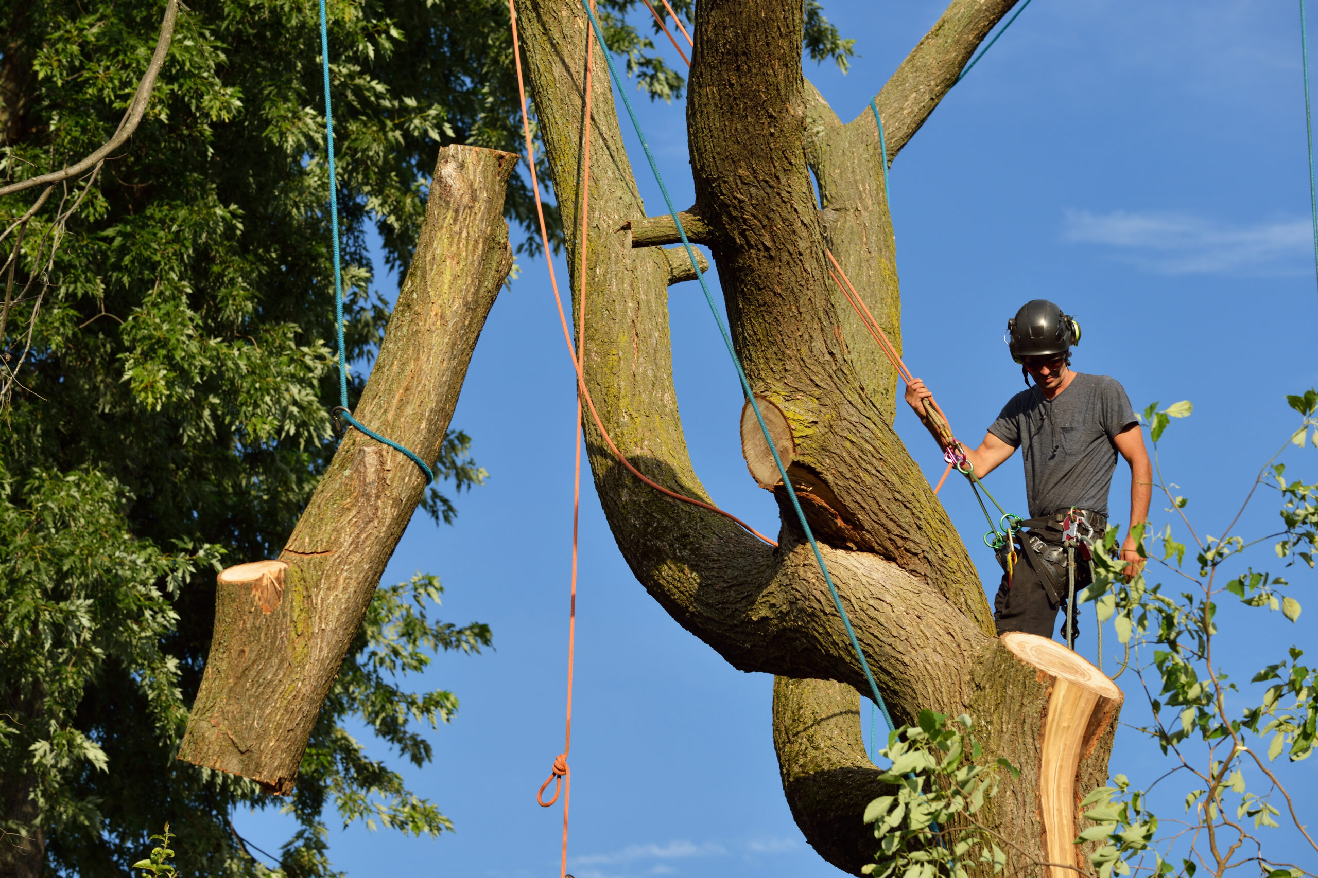 Texas Evergreen Tree Service | Houston Tree Service | Free Estimates